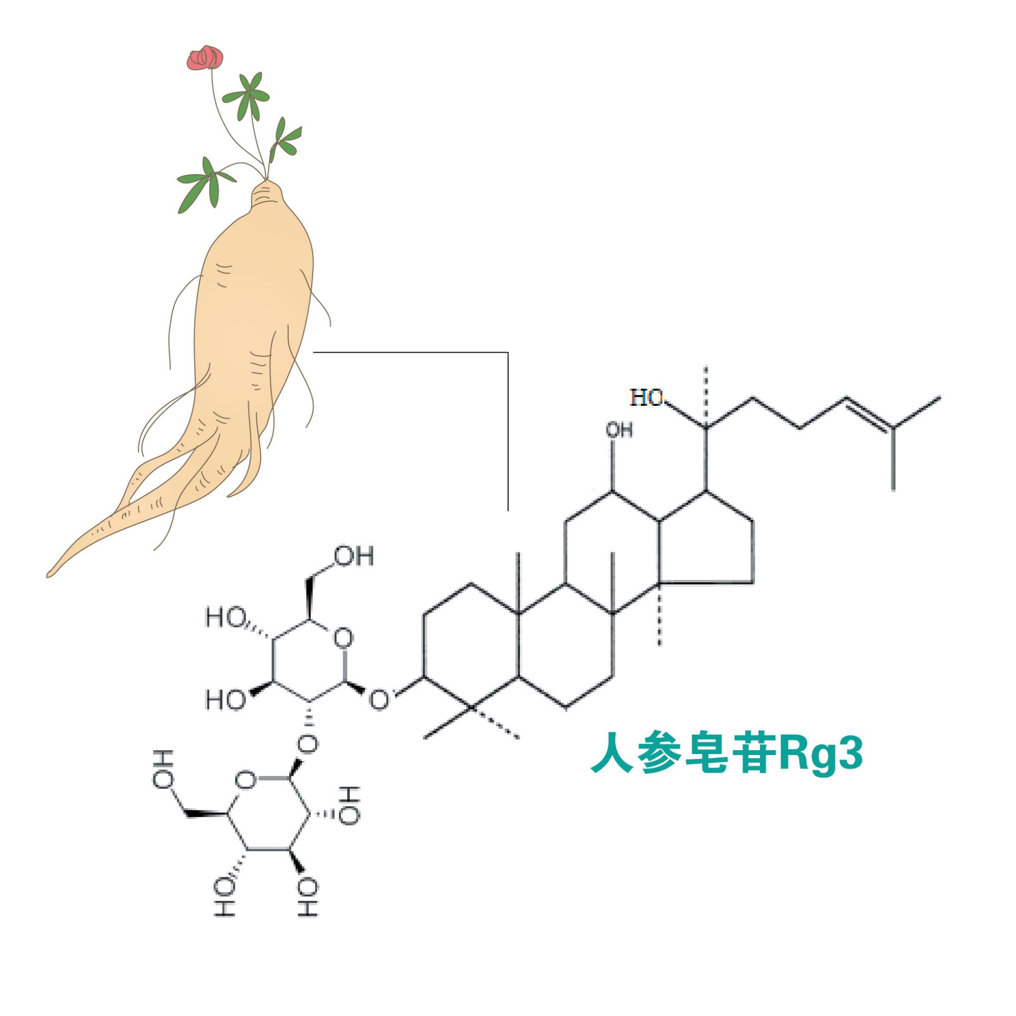 研究发现，人参皂苷Rg3可促进靶向药吉非替尼对肺癌细胞的抗癌作用-肺癌-瑞得生健康网